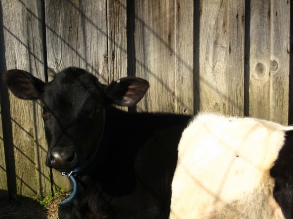 Eagles Media Center Dutch Belted Cattle The Oreo Cows